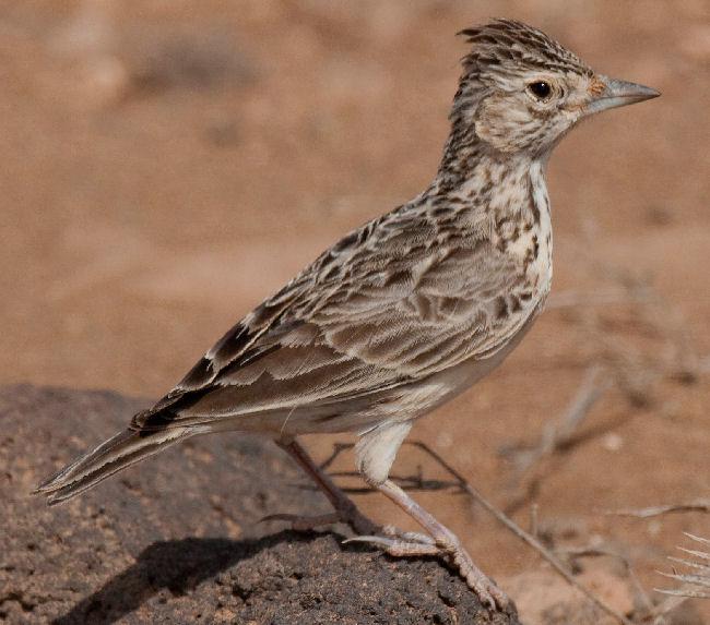 La alondra sepultando a su padre. - Plaza Family