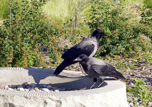 El Cuervo Y La Jarra - Plaza Family